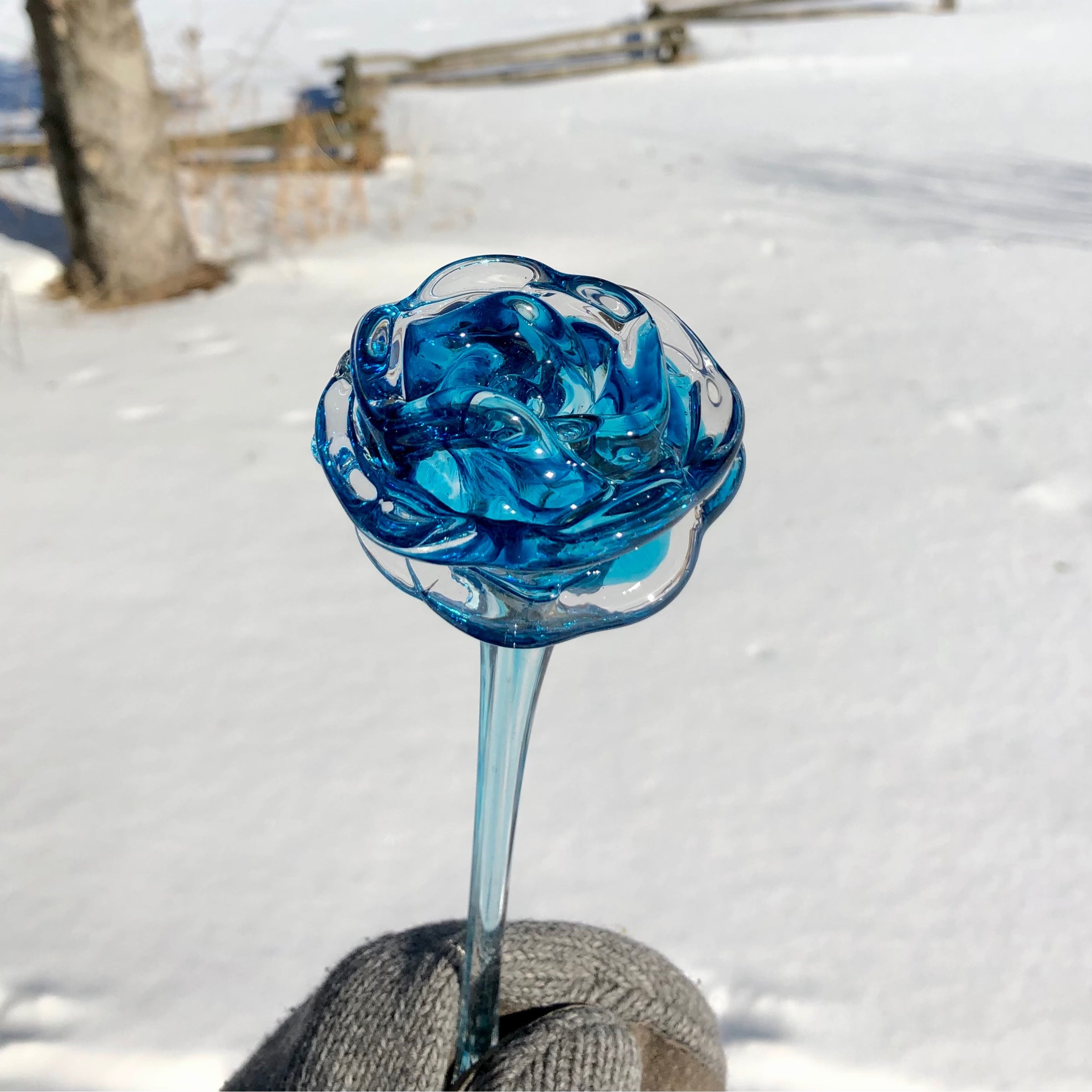 Blue Winter Rose